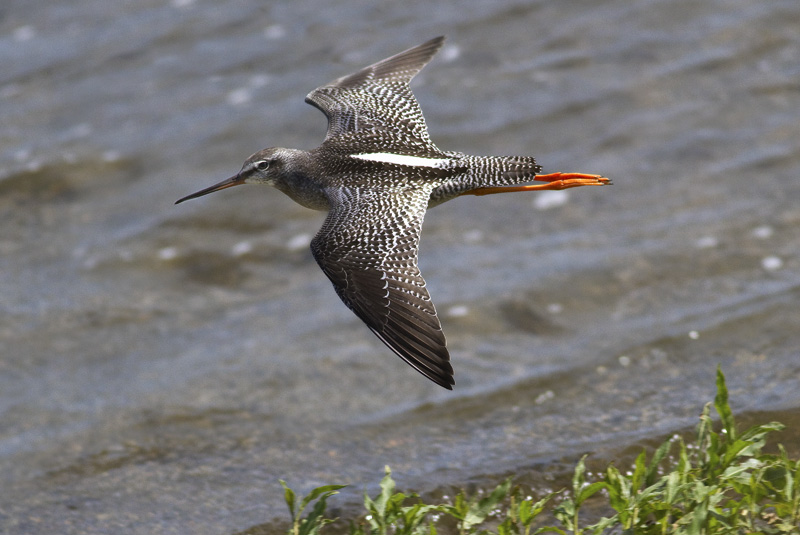 Tim Mason Images: Spotted Redshank in flight